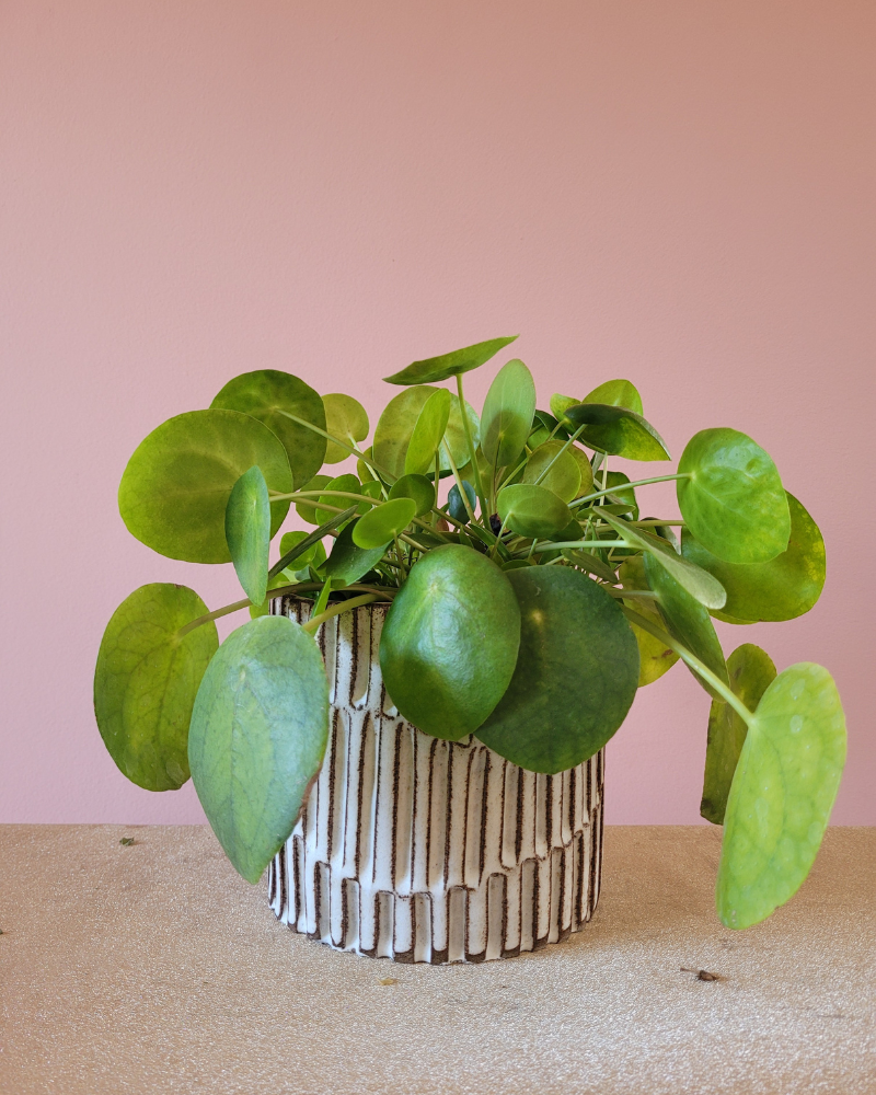 Handgjord blomkruka – "Bambu" – Cay Collective